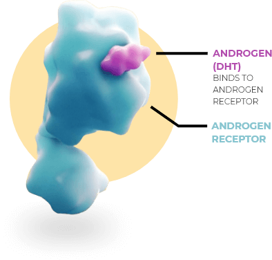 How Does WINLEVI® Work | WINLEVI®